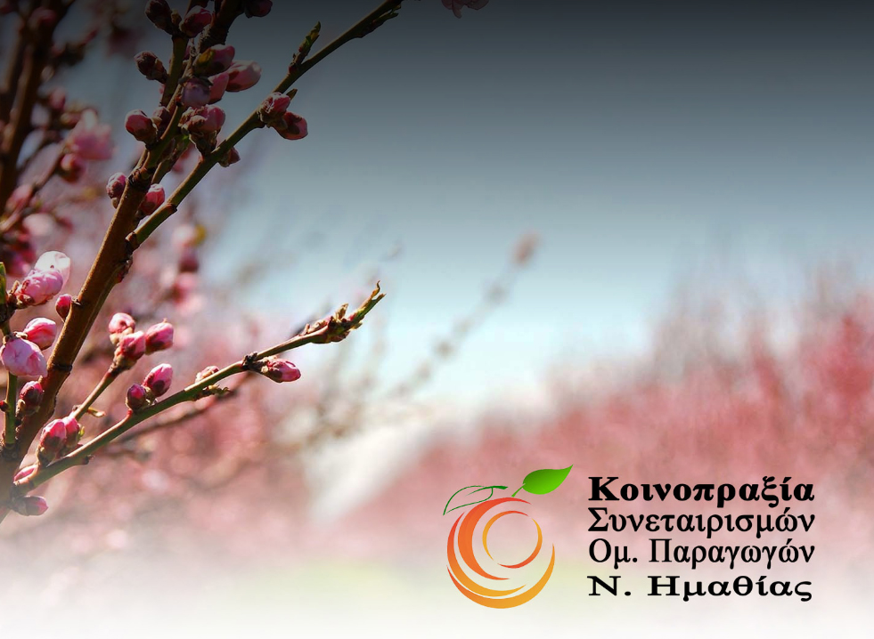 Η θέση της Κοινοπραξίας Συνεταιρισμών Ομάδων Παραγωγών Ημαθίας για τις ...